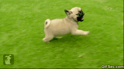 Funny Meme GIF - Find & Share on GIPHY