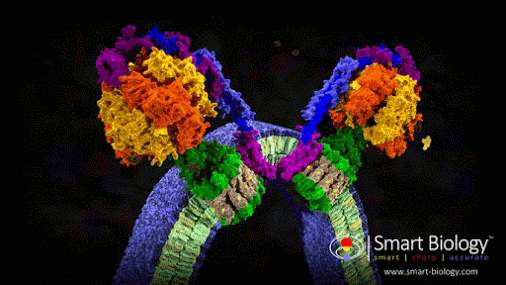 Atp GIF - Find & Share on GIPHY