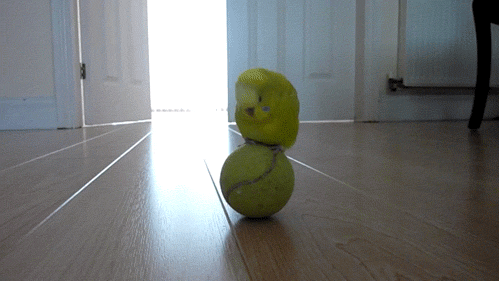 Baller GIF - Find & Share on GIPHY