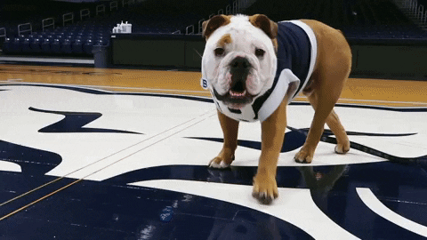 Happy Butler Bulldogs GIF by Butler University - Find & Share on GIPHY