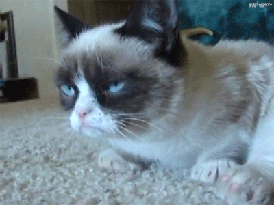 Tired Grumpy Cat GIF - Find & Share on GIPHY