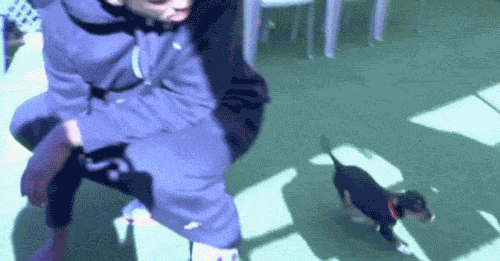 Indian Runner Duck GIFs - Get the best GIF on GIPHY