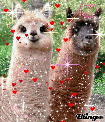 Llama GIFs - Find & Share on GIPHY