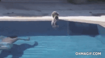 Swimming Pool GIF - Find & Share on GIPHY