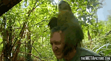 Happy Parrot GIFs - Find & Share on GIPHY