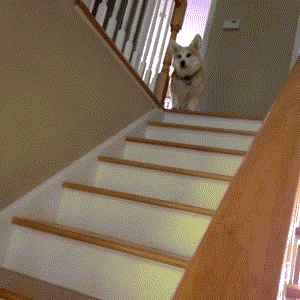 Stairs GIF - Find & Share on GIPHY
