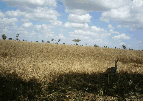 Africa Savannah GIF - Find & Share on GIPHY