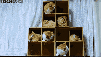 Cat Boxes GIF by Cheezburger - Find & Share on GIPHY