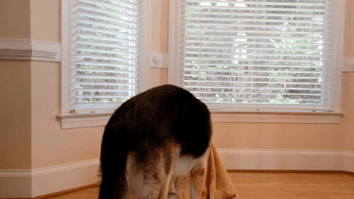 Dog Help GIF - Find & Share on GIPHY