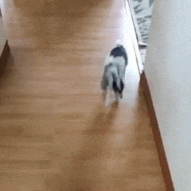 Hopping GIF - Find & Share on GIPHY
