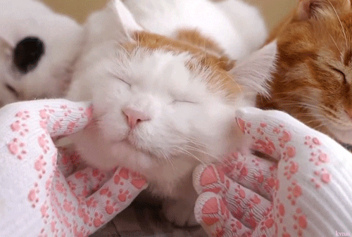 Cat Massage Find And Share On Giphy
