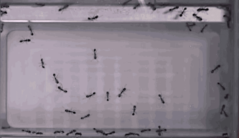 Ants GIF - Find & Share on GIPHY