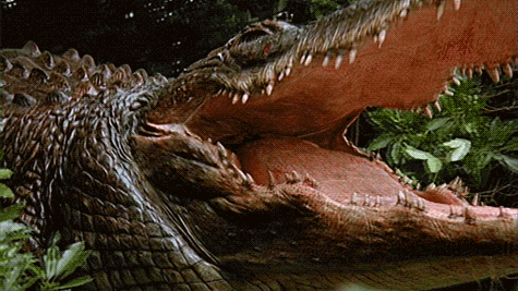 Gator-Attack GIFs - Find & Share on GIPHY
