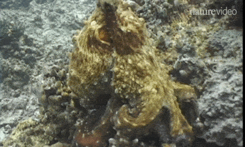 Octopus Gif Black And White