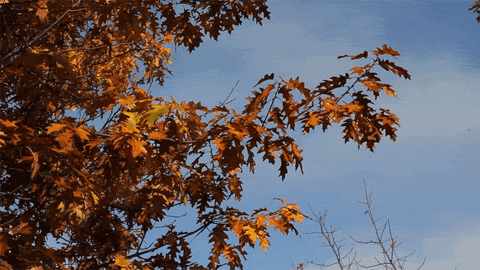 Autumn GIF - Find & Share on GIPHY