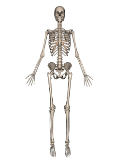 Bones Sticker for iOS & Android | GIPHY