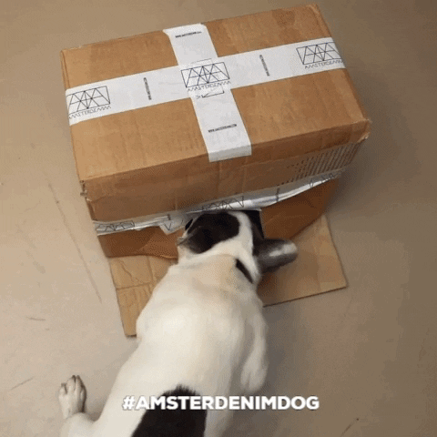 French Bulldog Dog GIF by Amsterdenim - Find & Share on GIPHY