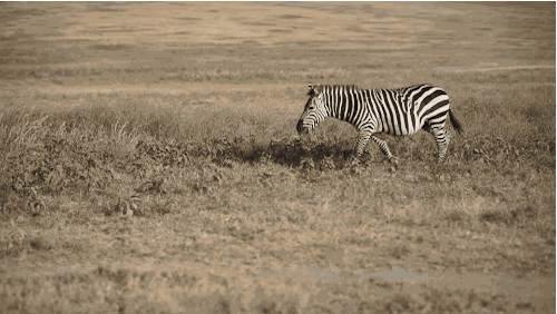 Field Zebra GIF - Find & Share on GIPHY