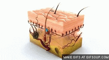 Skin Anatomy GIFs - Find & Share on GIPHY