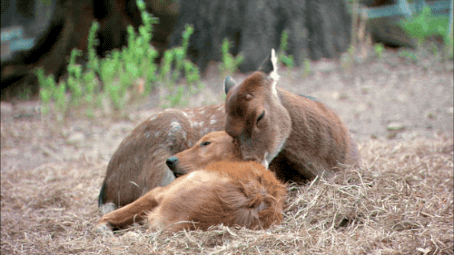 Animal Friendship GIF - Find & Share on GIPHY
