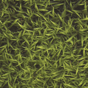 Grass GIF - Find & Share on GIPHY