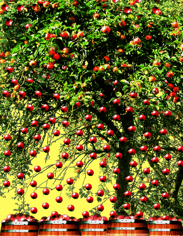 Fruits GIF - Find & Share on GIPHY