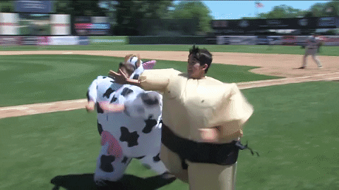 Cow Diving GIF by Kane County Cougars - Find & Share on GIPHY