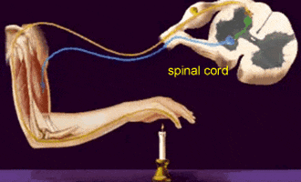 Biology GIFs - Find & Share on GIPHY