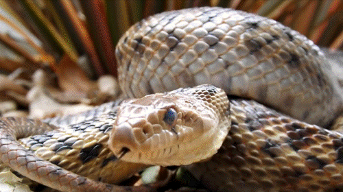 Snakes GIF - Find & Share on GIPHY