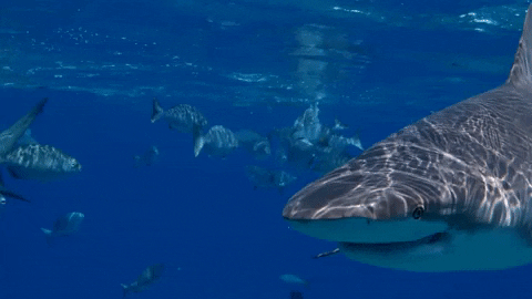 Shark Week Swimming GIF by Discovery Europe - Find & Share on GIPHY