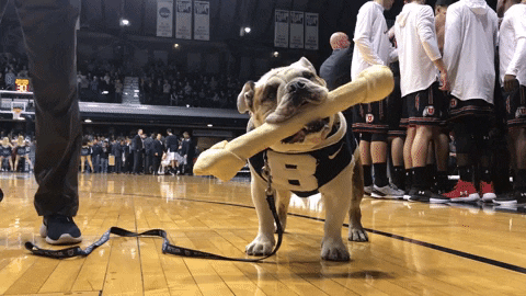 College Basketball GIF by Butler University - Find & Share on GIPHY