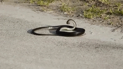 Snake GIF - Find & Share on GIPHY