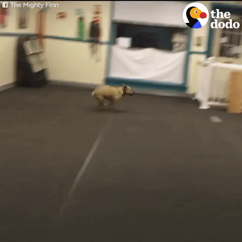 Excited Dog GIF by The Dodo - Find & Share on GIPHY