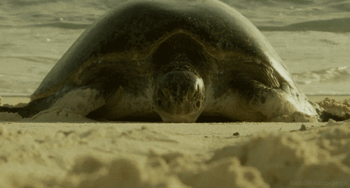 Green Turtle GIF by Head Like an Orange - Find & Share on GIPHY