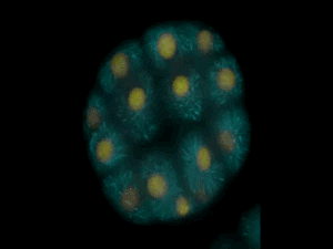 Microscope Science Gif GIF - Find & Share on GIPHY