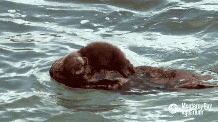 Otter Gif Find Share On Giphy