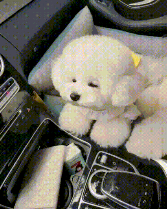 Fluffer GIFs - Get the best GIF on GIPHY