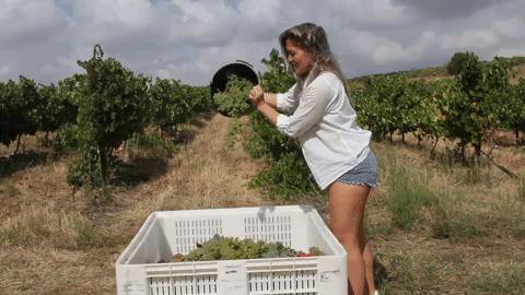 Wine Grapes GIF - Find & Share on GIPHY