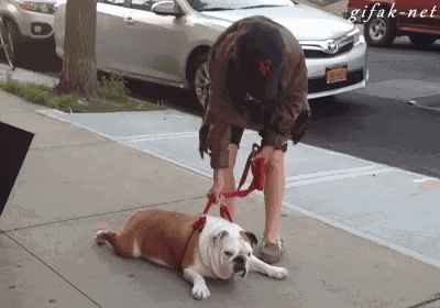 Dog Fail GIF - Find & Share on GIPHY