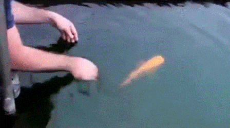 Fishie GIFs - Get the best GIF on GIPHY