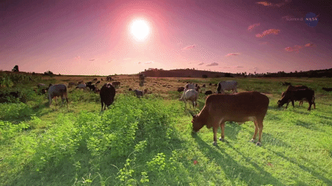 Cow GIF by NASA - Find & Share on GIPHY