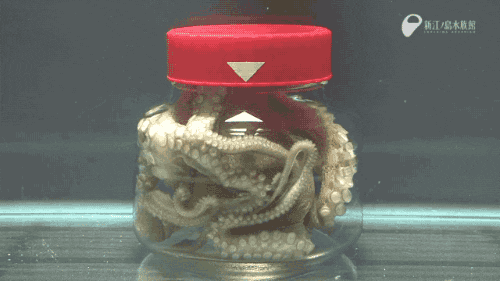 Octopus GIF - Find & Share on GIPHY