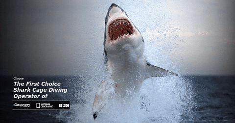 Apex Predators GIFs - Find & Share on GIPHY