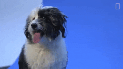 National Geographic Dog GIF by Nat Geo Wild - Find & Share on GIPHY