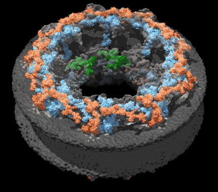 Biology GIF - Find & Share on GIPHY