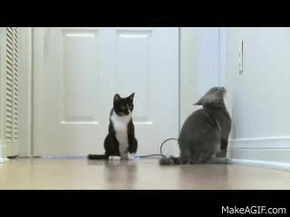 Bouncing Off The Walls GIFs - Get the best GIF on GIPHY