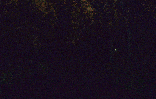 Forest Shadow GIF by hateplow - Find & Share on GIPHY