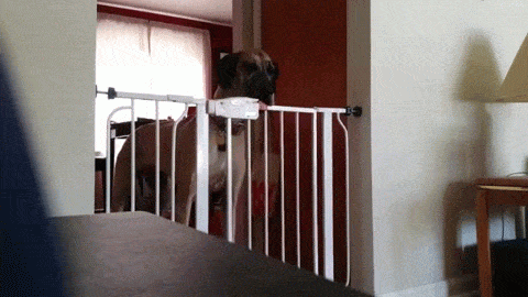 Just 31 GIFs Of The Most Clever Animals We've Ever Seen | Cuteness