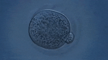 Biology Cells GIF - Find & Share on GIPHY