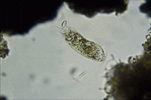 Protist GIFs - Find & Share on GIPHY